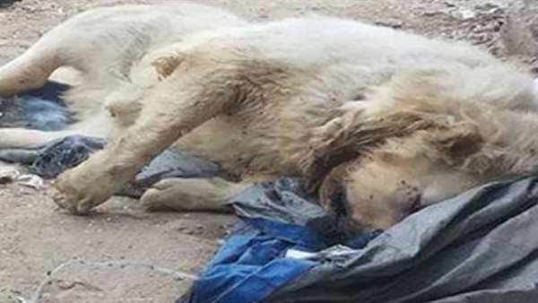 "الحيوان طلع كلب عاوزين تمشوه أسد إنتو أحرار"